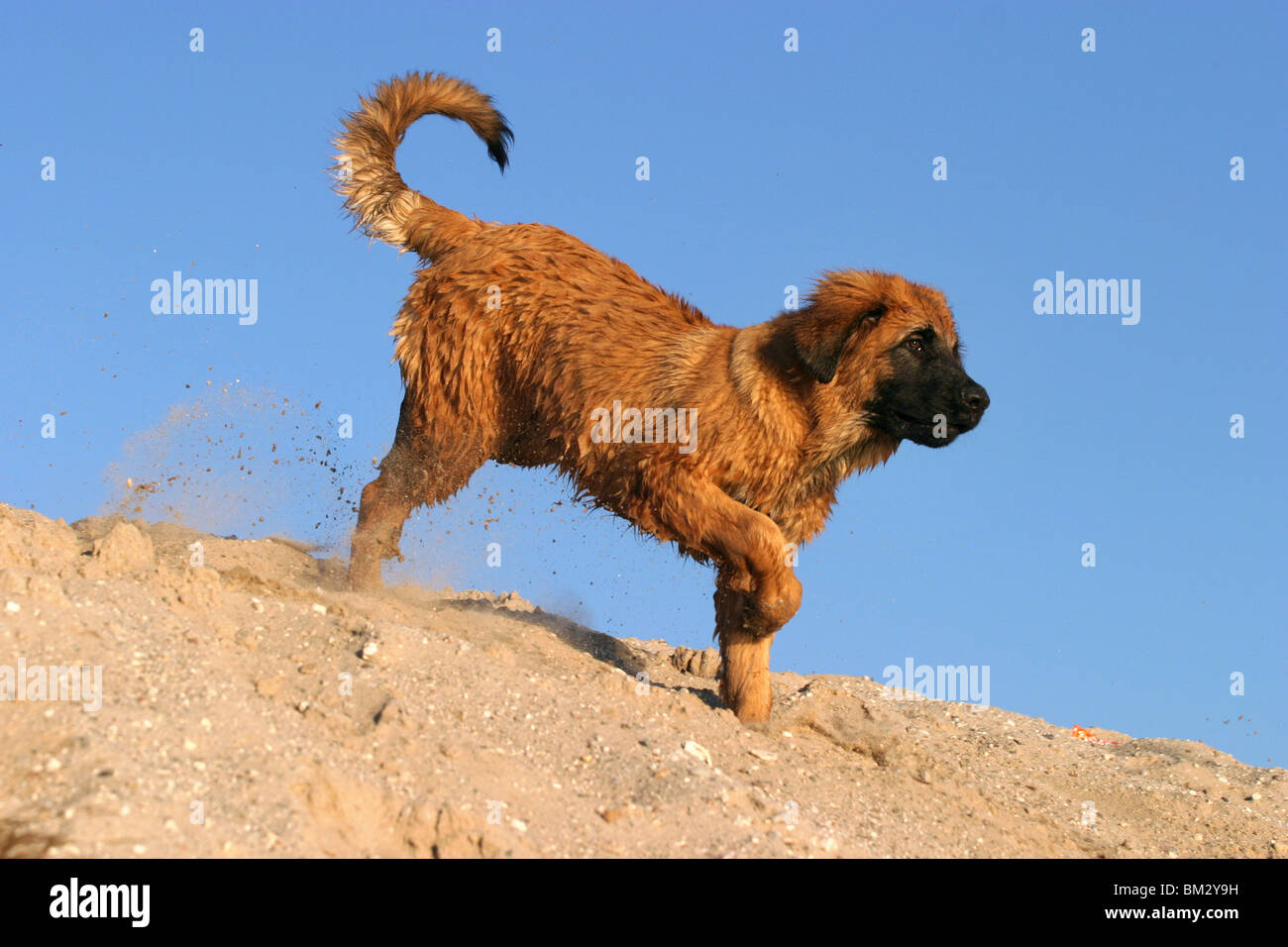 Leonberger hund hi-res stock photography and images - Alamy