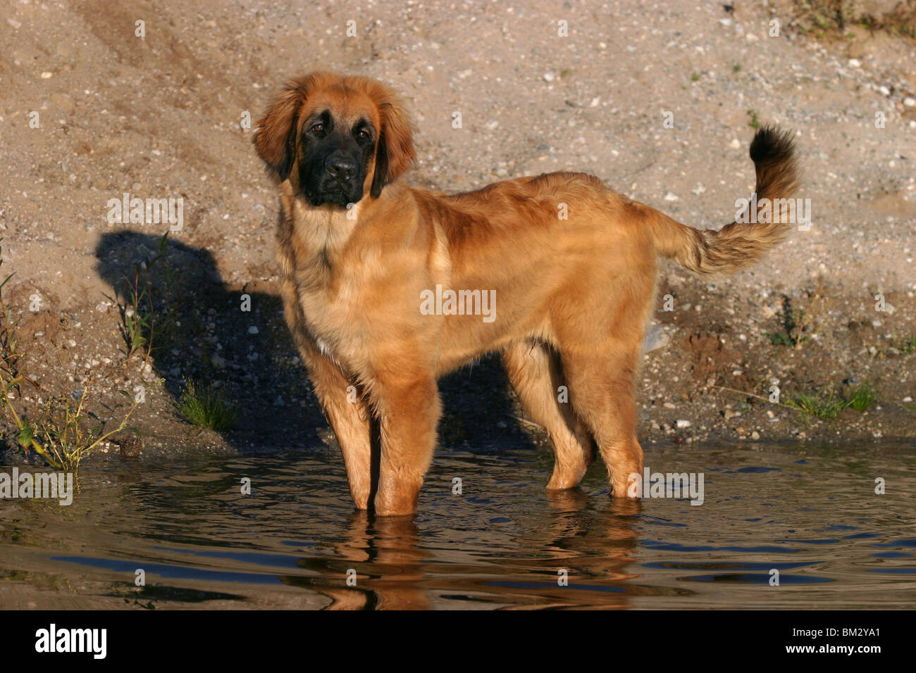 stehender / standing Leonberger Stock Photo - Alamy