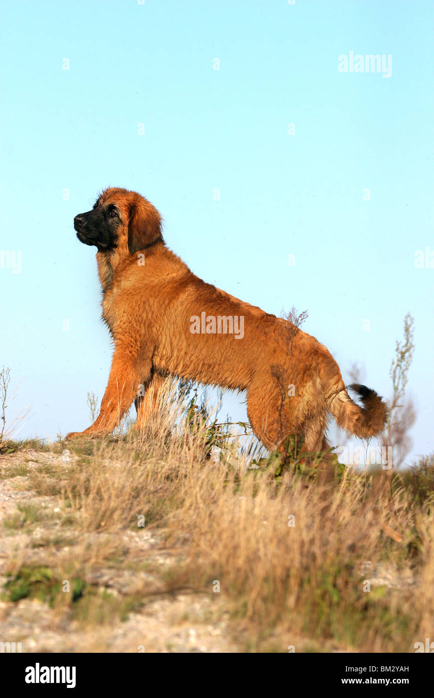 stehender / standing Leonberger Stock Photo - Alamy