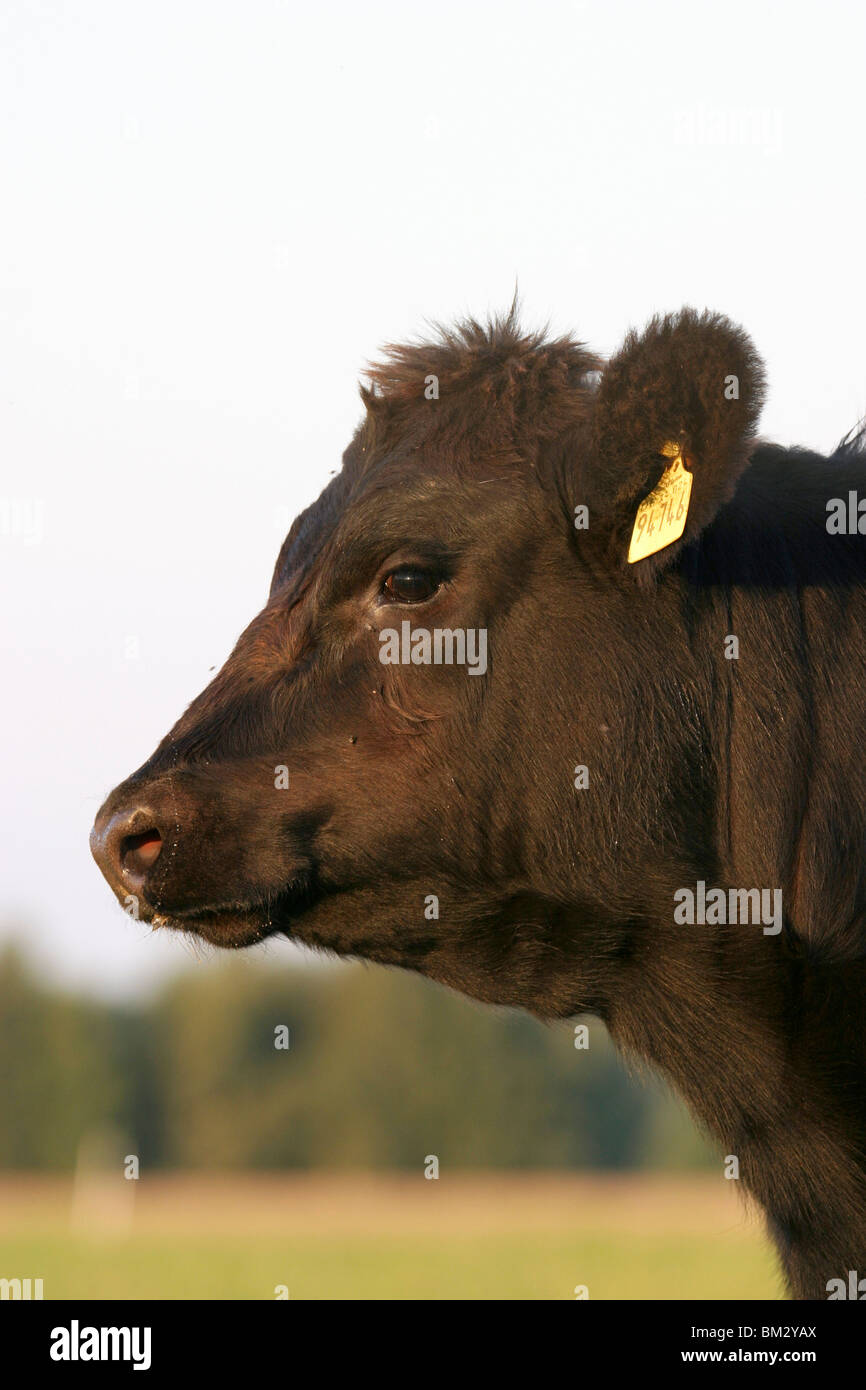 Rr 06230 hi-res stock photography and images - Alamy