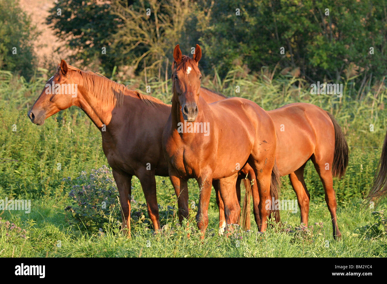 Pferdeweide gras hi-res stock photography and images - Alamy