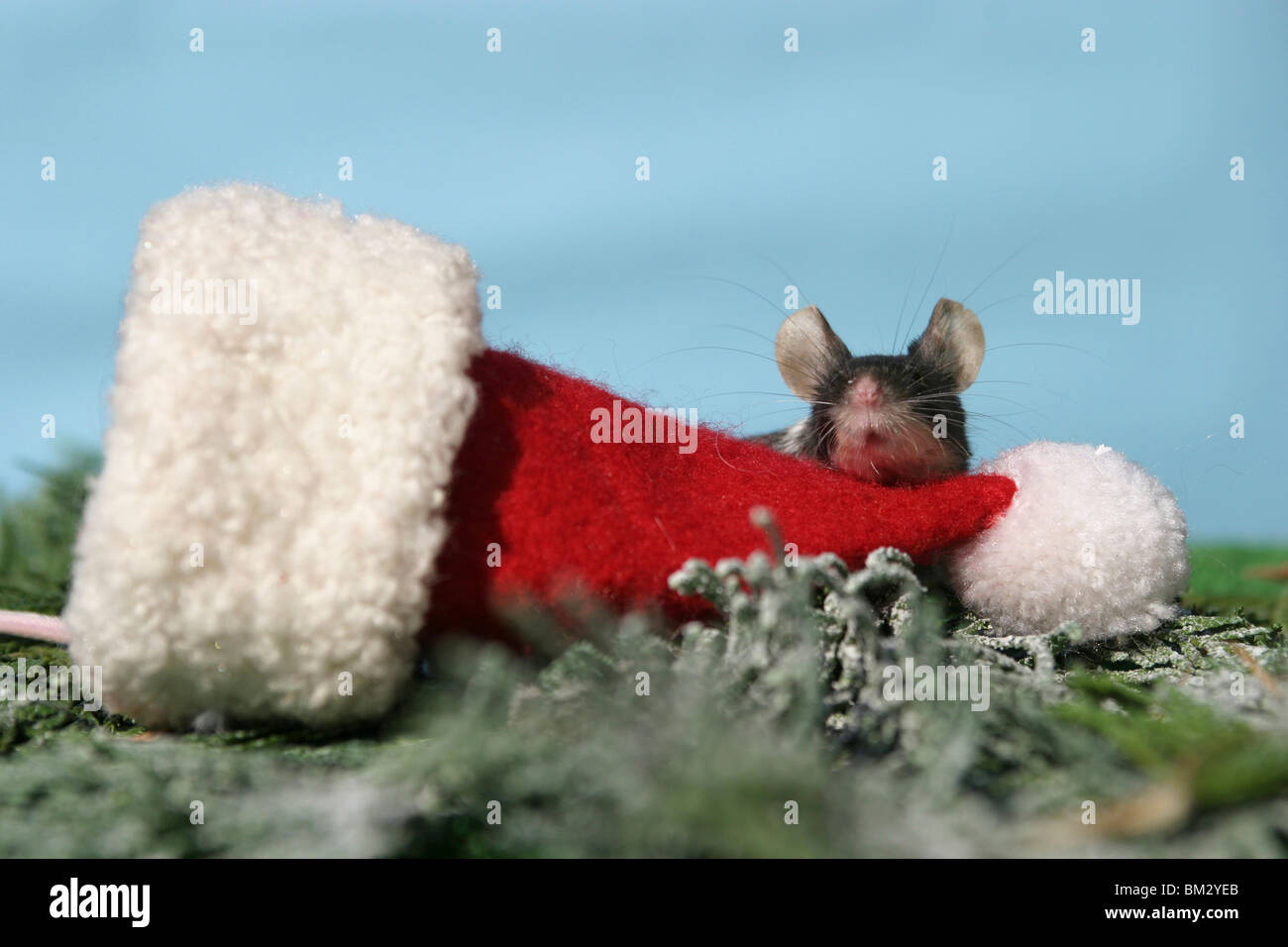 Advent mouse hi-res stock photography and images - Alamy