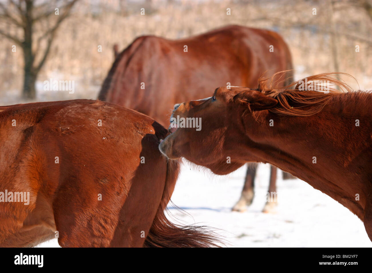 Pferde / horses Stock Photo - Alamy