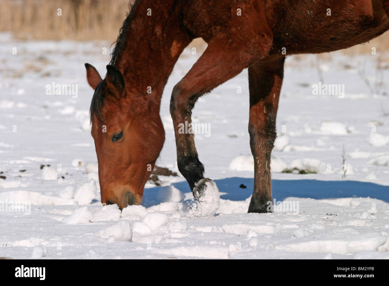 Pferd / horse Stock Photo - Alamy
