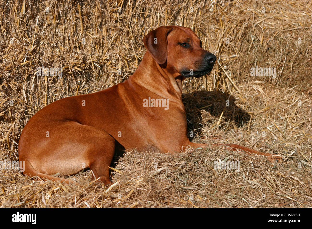 liegender / lying Rhodesian Ridgeback Stock Photo - Alamy