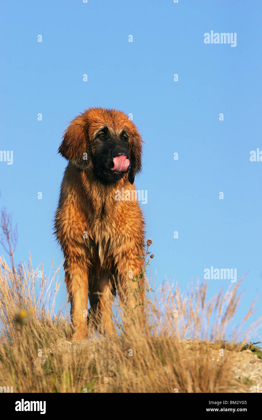 stehender / standing Leonberger Stock Photo - Alamy