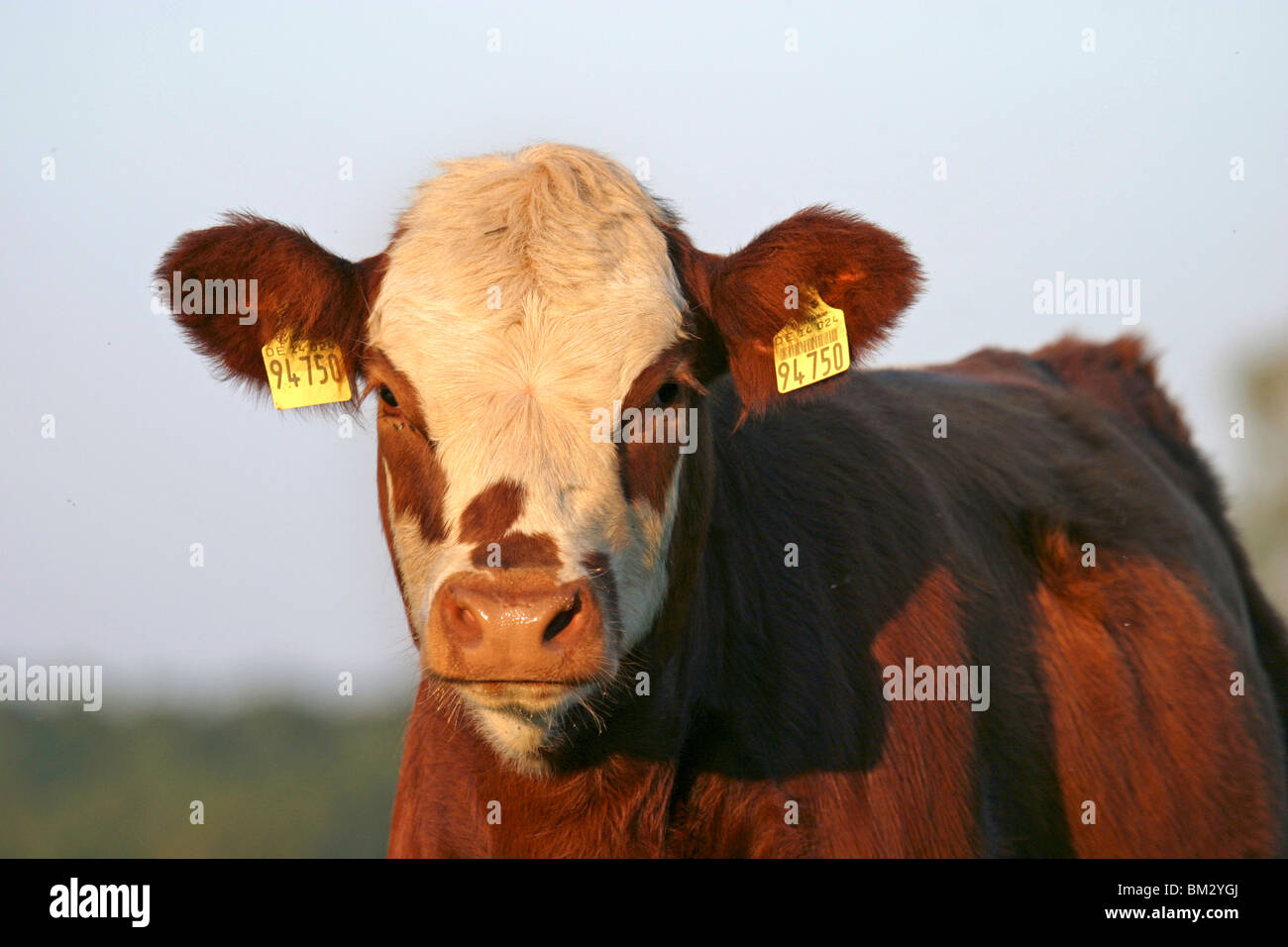 Bauernhoftiere kuh hi-res stock photography and images - Alamy