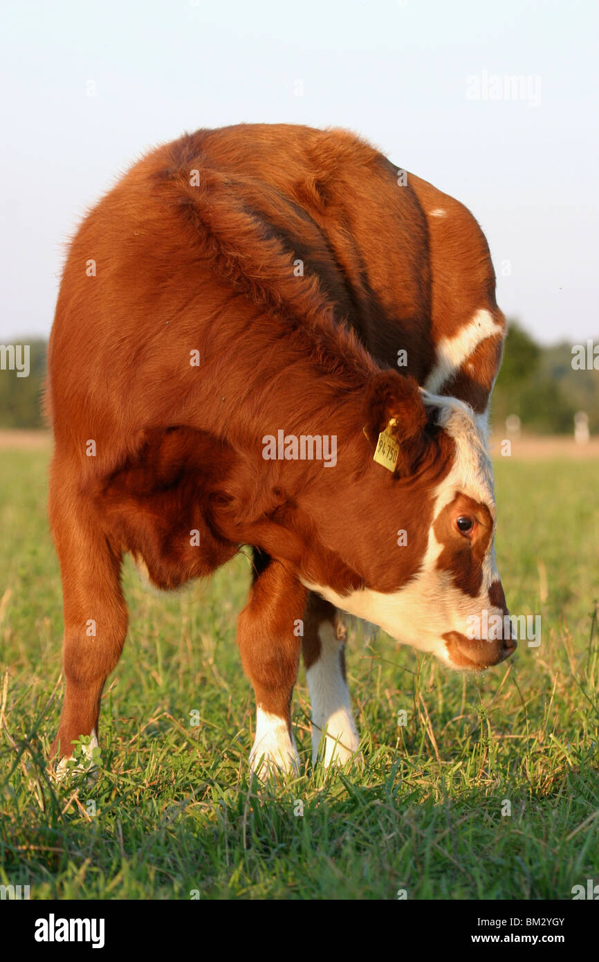 Kratzendes hi-res stock photography and images - Alamy