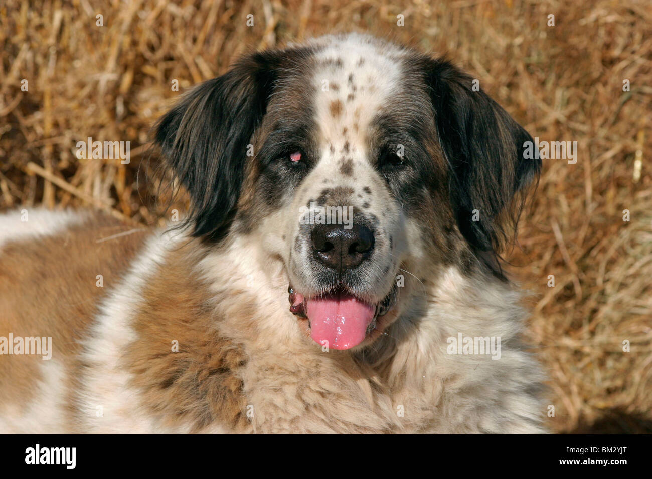 Moskauer wachhund moscow watchdog hi-res stock photography and images ...