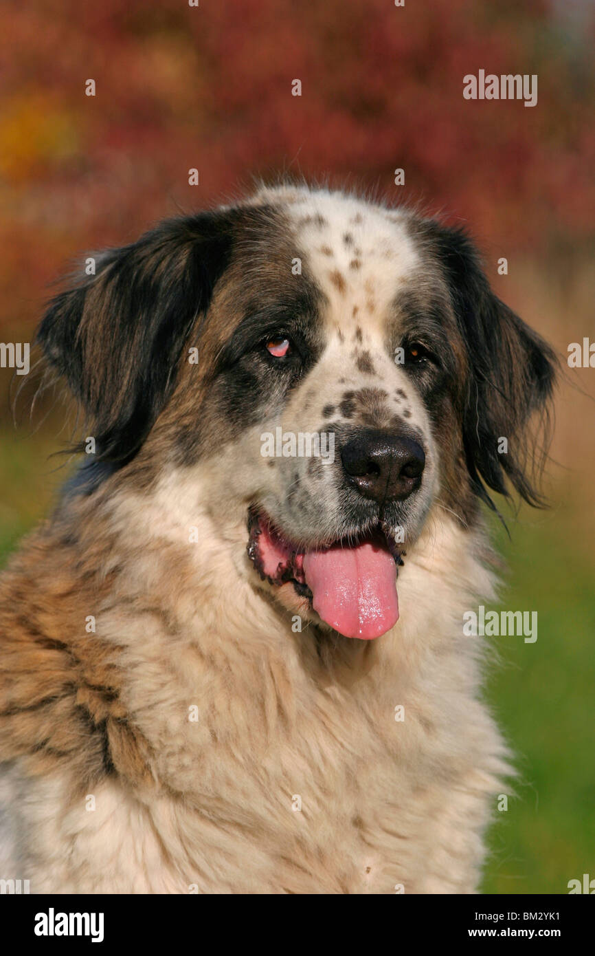 Moskauer wachhund moscow watchdog hi-res stock photography and images ...