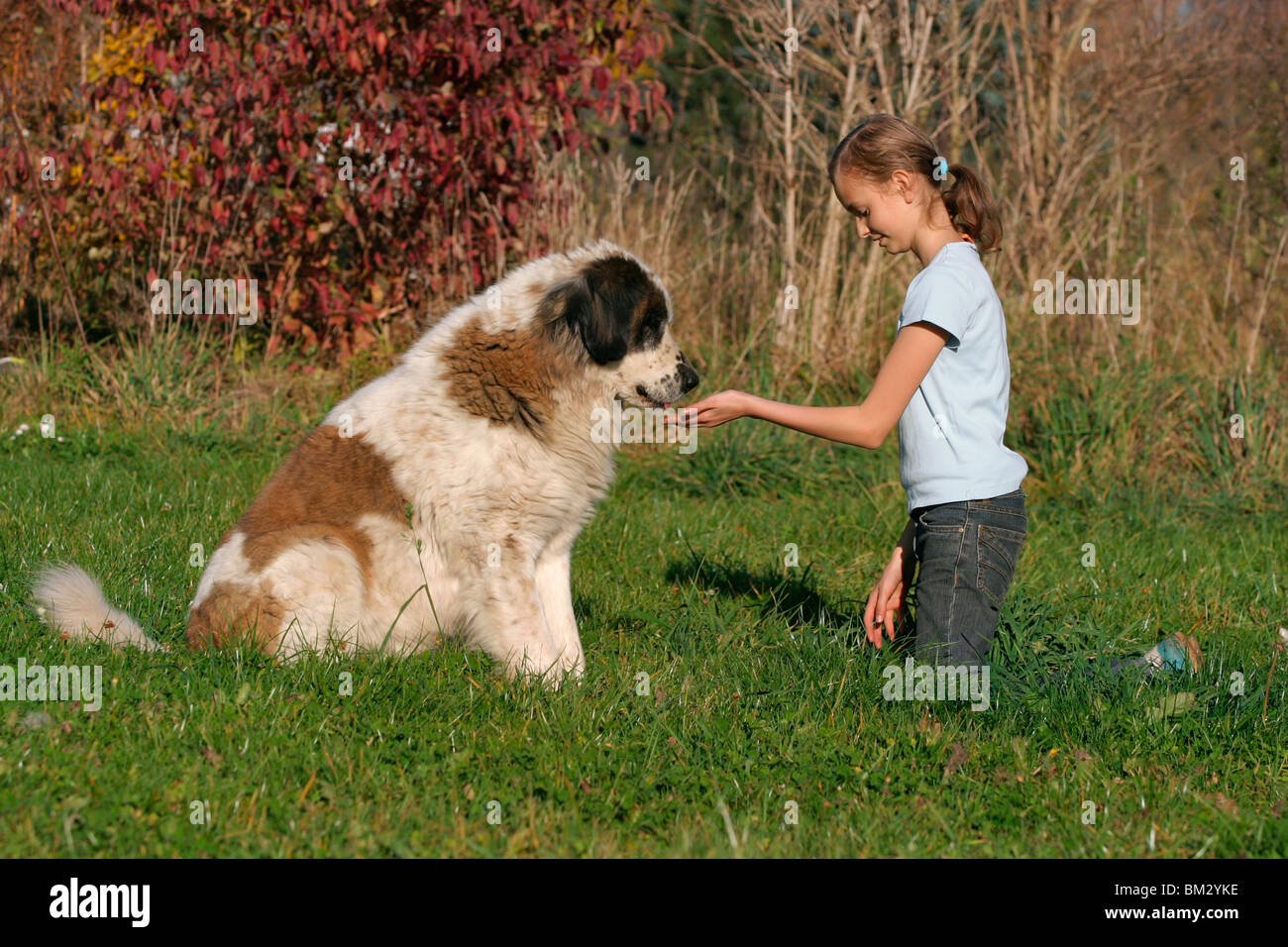 Watchdog with girl hi-res stock photography and images - Alamy