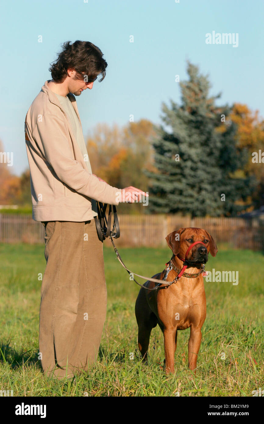 Dog halti hi-res stock photography and images - Alamy