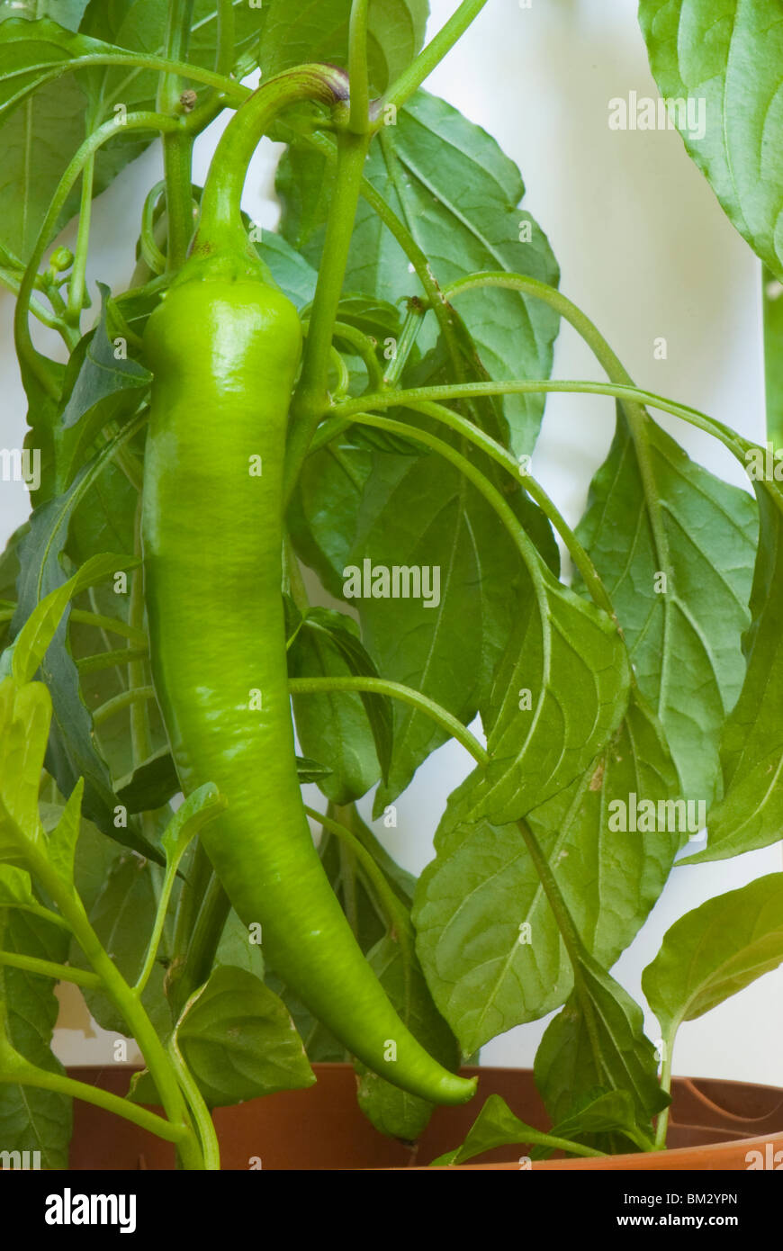 Pepper in pot hi-res stock photography and images - Alamy