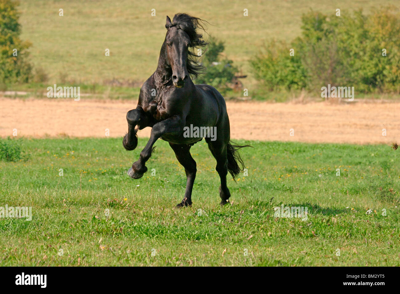 rennender friese / running friesian Stock Photo - Alamy