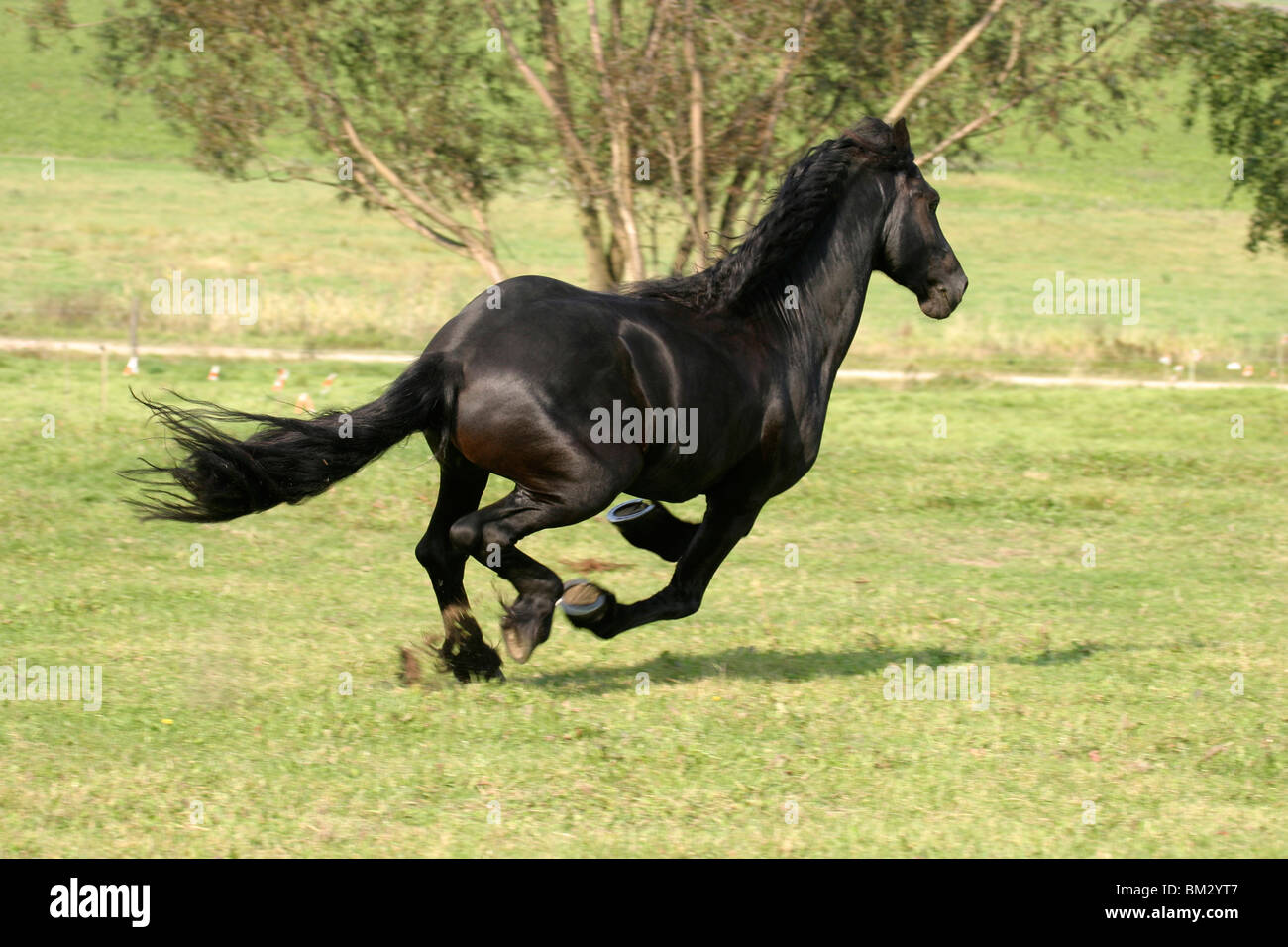 rennender friese / running friesian Stock Photo - Alamy
