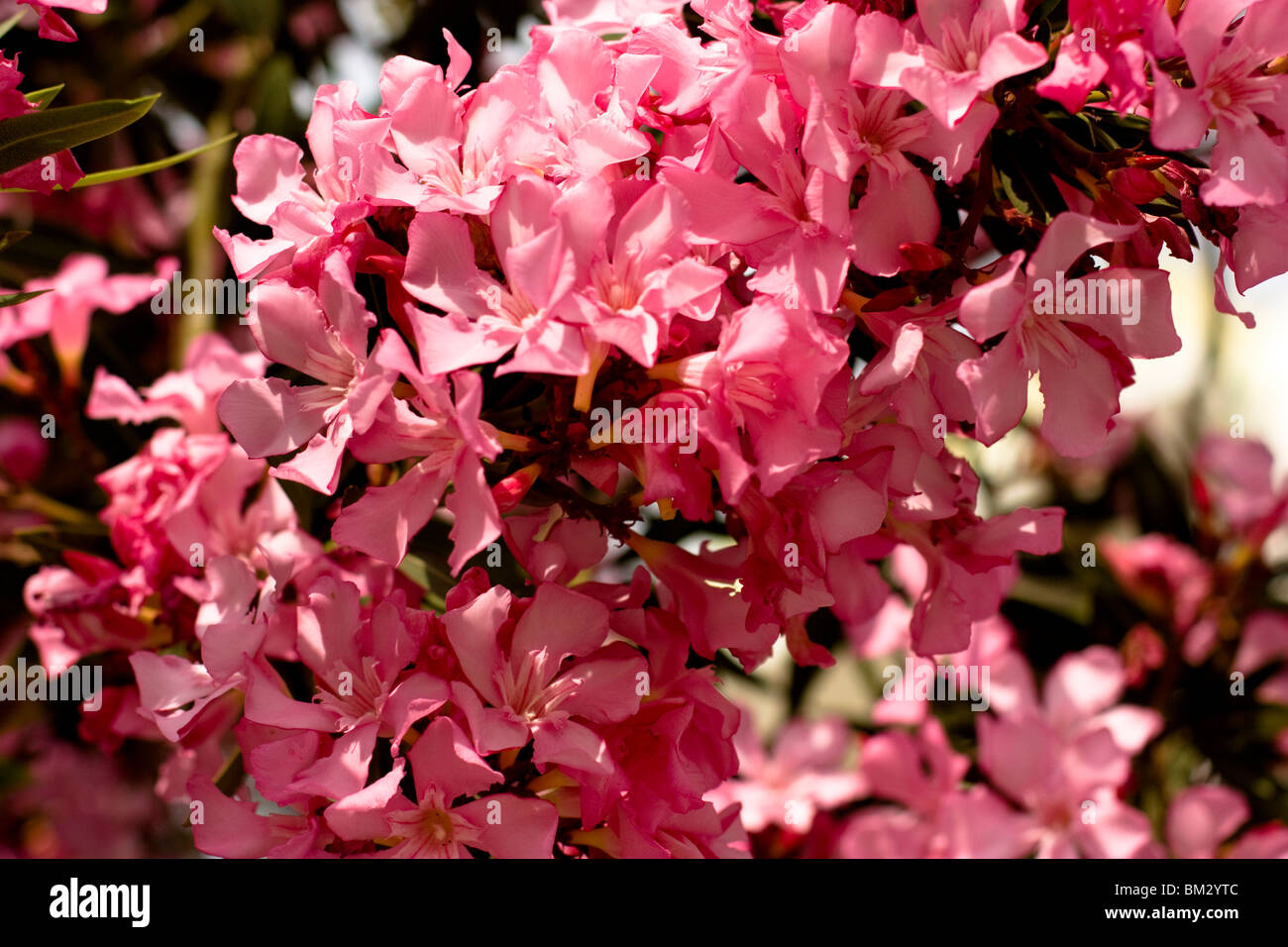 Pink flowers in bloom Stock Photo - Alamy