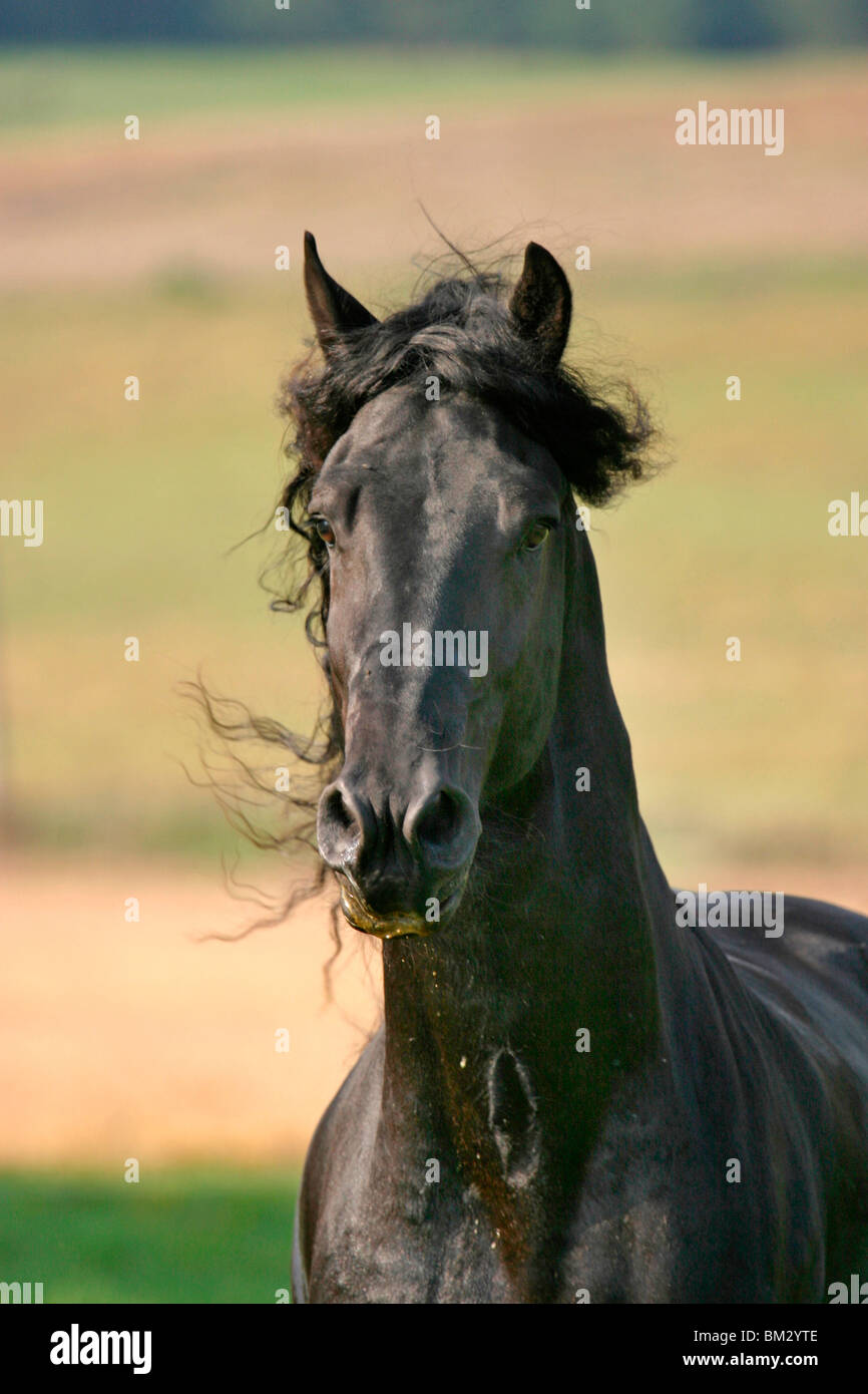Friese im portrait friesian horse hi-res stock photography and images ...