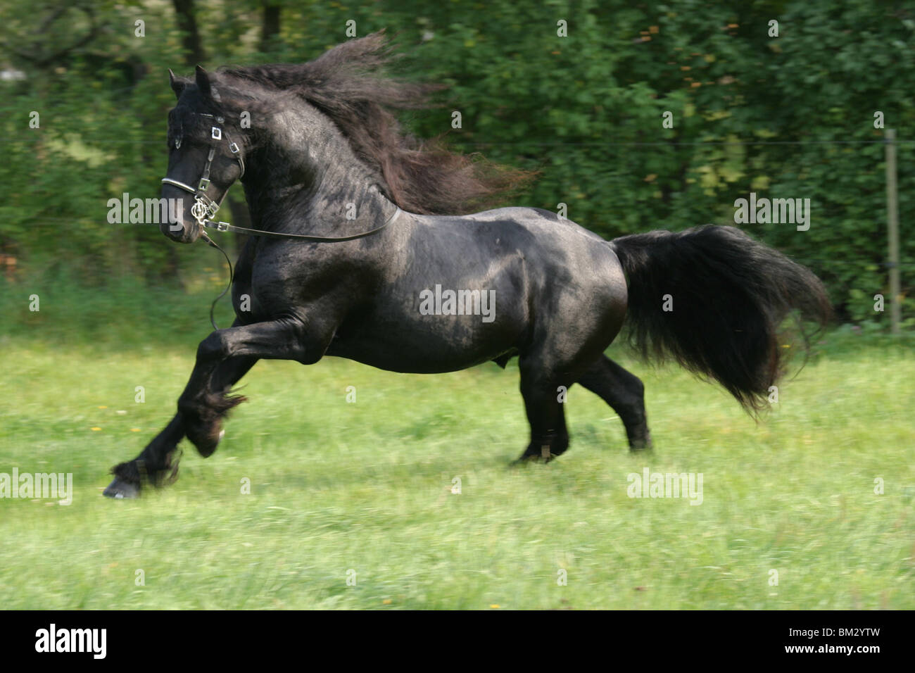 rennender friese / running friesian Stock Photo - Alamy
