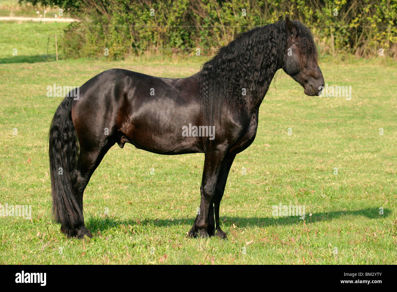 Friesianhorses hi-res stock photography and images - Alamy