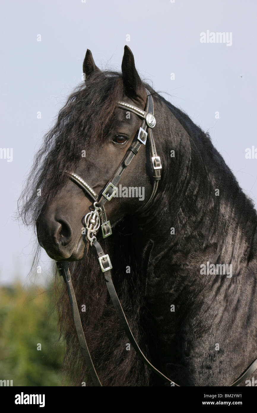 Friese im portrait friesian horse hi-res stock photography and images ...