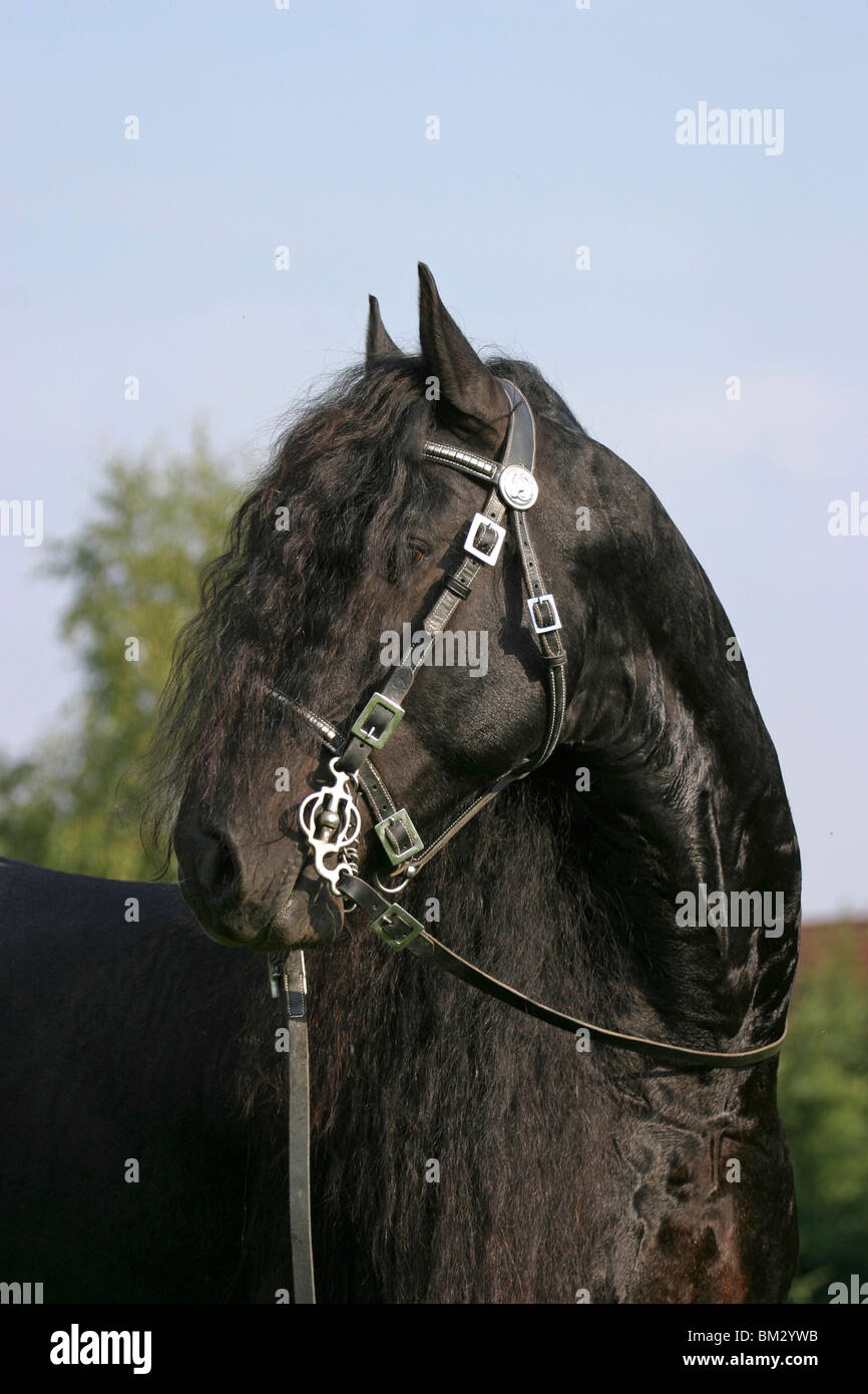 Friese im portrait friesian horse hi-res stock photography and images ...