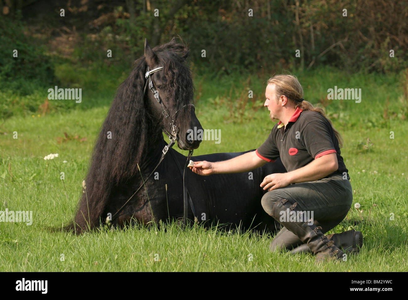 Friese / Friesian Stock Photo - Alamy