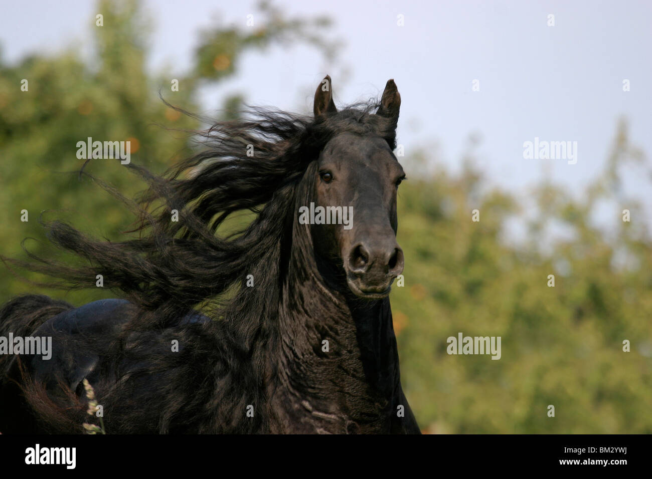 Friese Running High Resolution Stock Photography and Images - Alamy