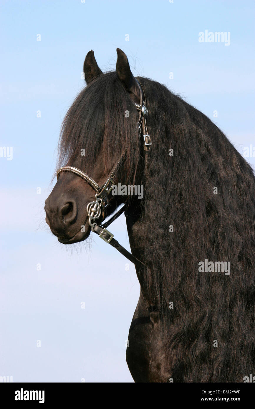 Friese im Portrait / friesian portrait Stock Photo - Alamy