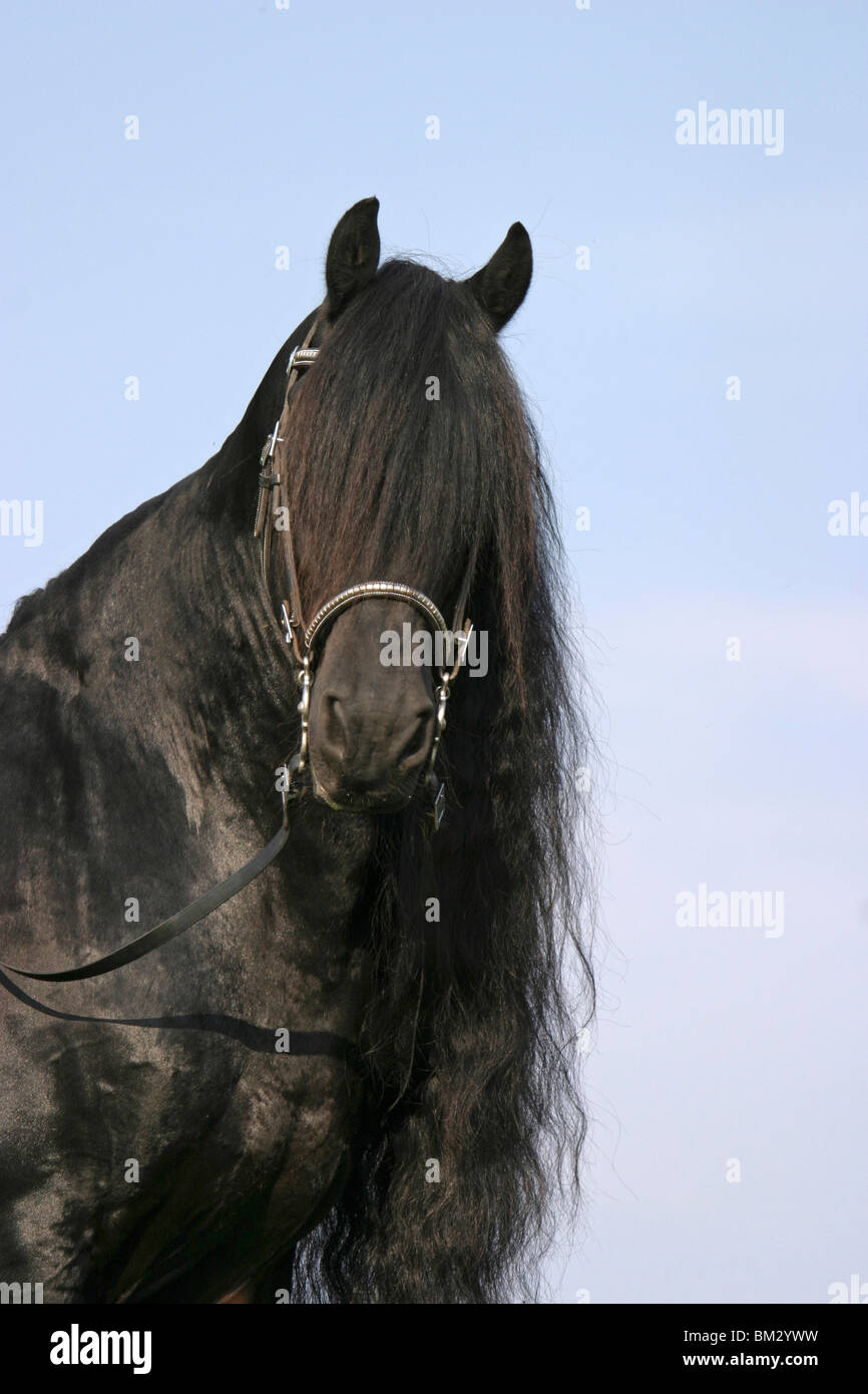 Friese im Portrait / friesian portrait Stock Photo - Alamy