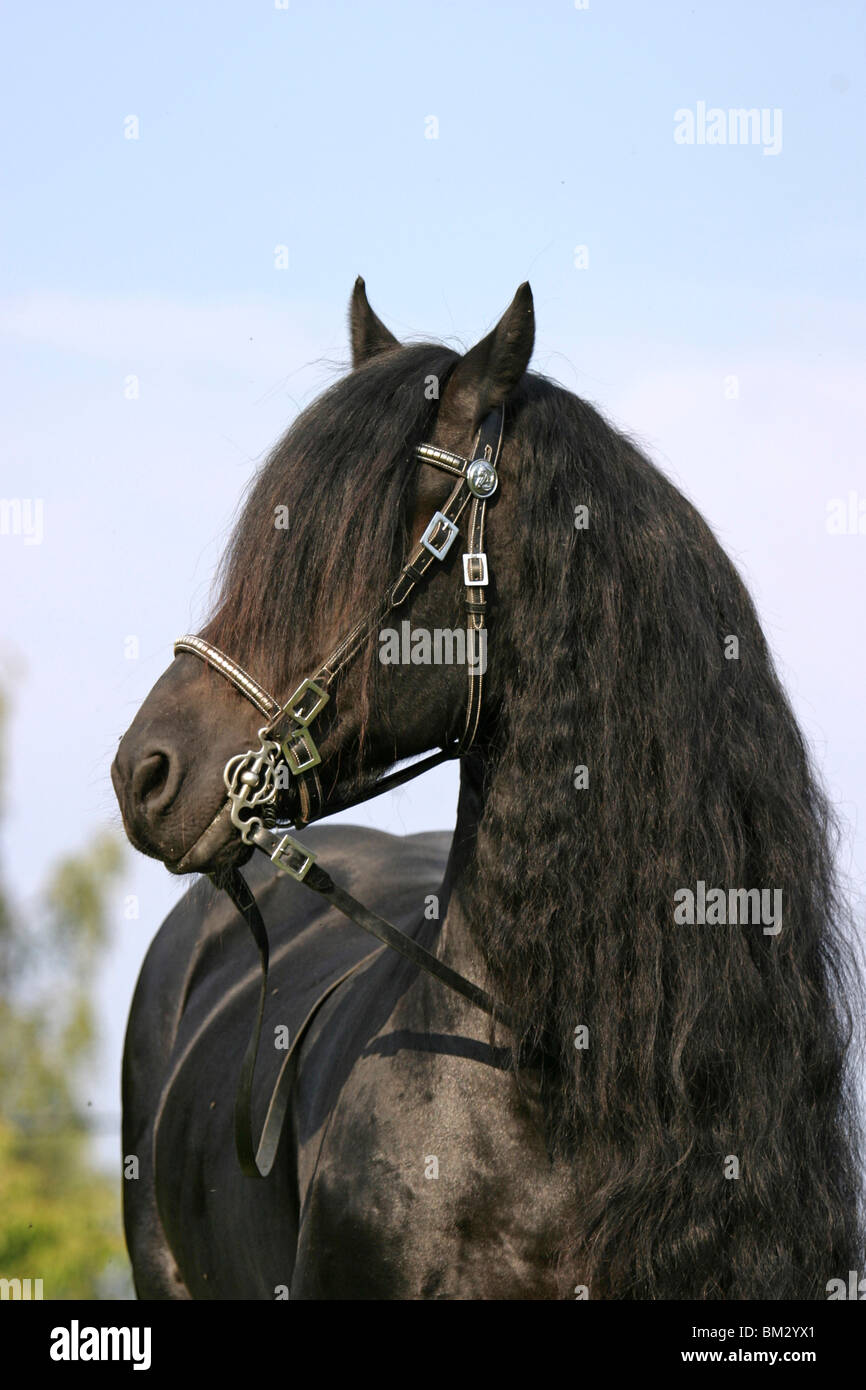Friese im portrait friesian horse hi-res stock photography and images ...
