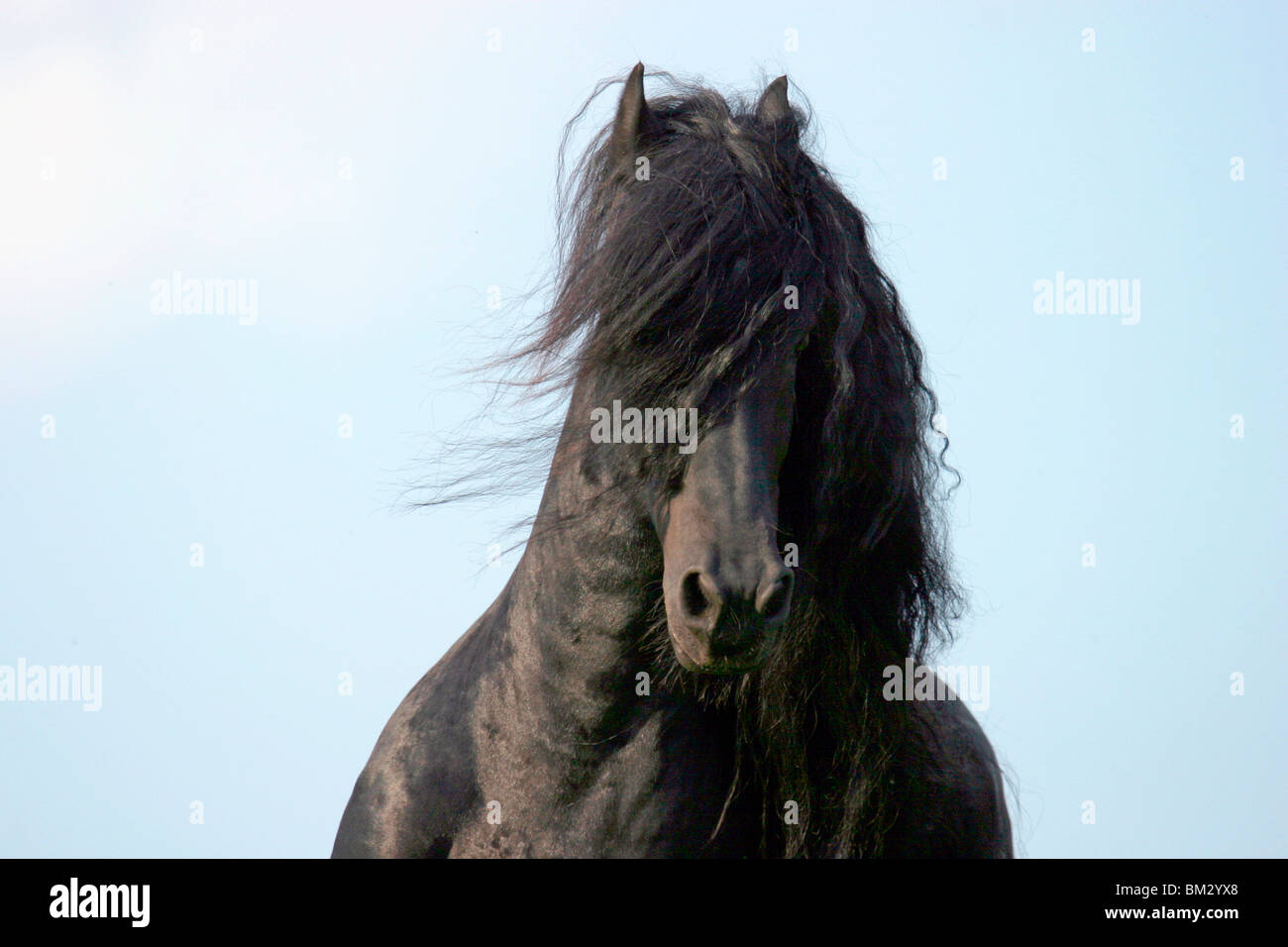 Friese im Portrait / friesian portrait Stock Photo - Alamy