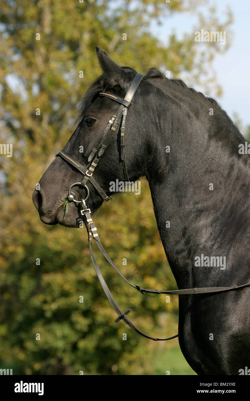 Friese im Portrait / friesian portrait Stock Photo - Alamy