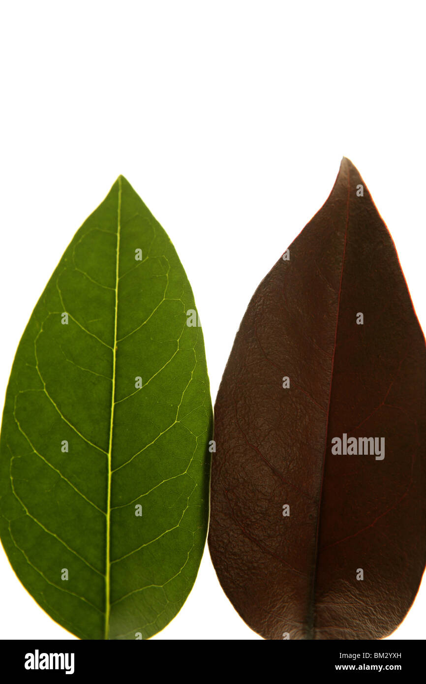 Green and brown leaves, comparing spring and autumn, white studio ...