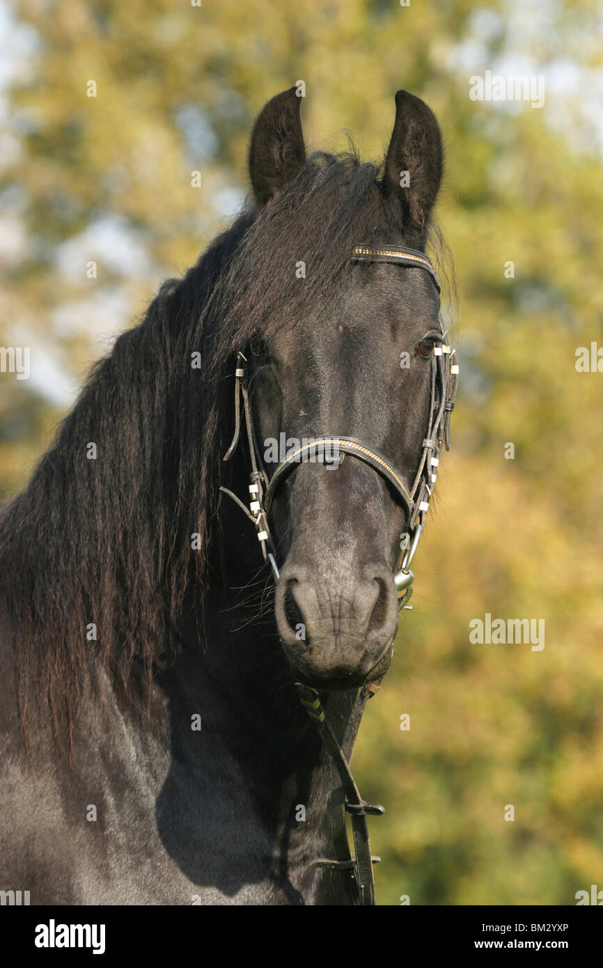 Friese im portrait friesian horse hi-res stock photography and images ...