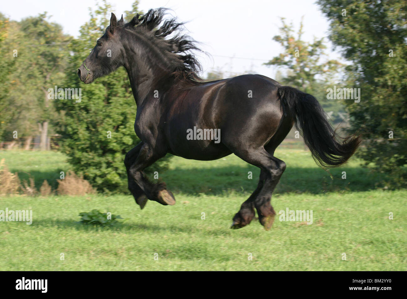 rennender Friese / running friesian Stock Photo - Alamy