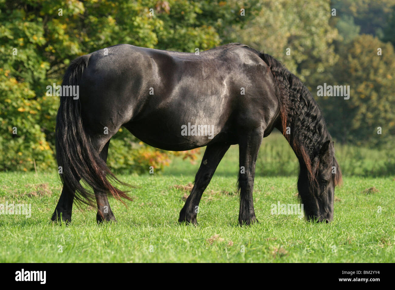 stehender Friese / standing friesian Stock Photo - Alamy