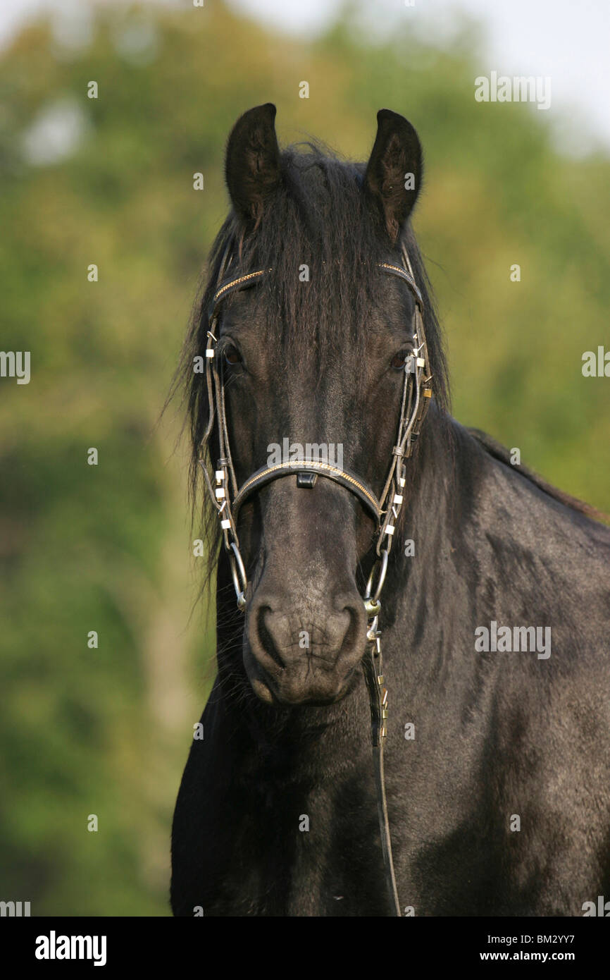 Friese im Portrait / friesian portrait Stock Photo - Alamy
