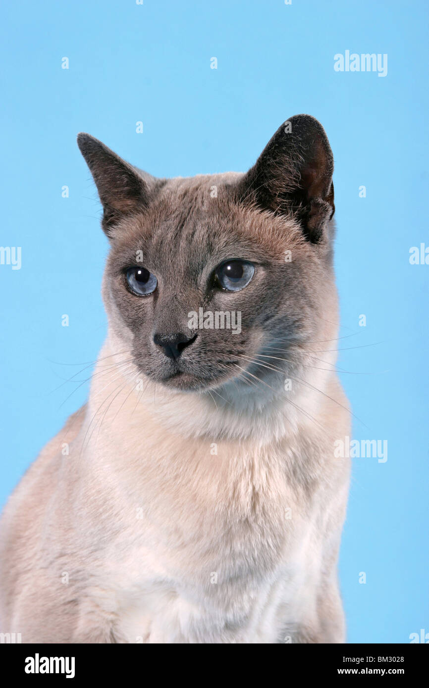 Thaikatze Portrait / cat portrait Stock Photo - Alamy