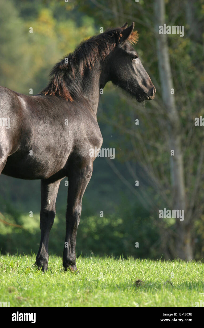 junger Friese / young friesian horse Stock Photo - Alamy