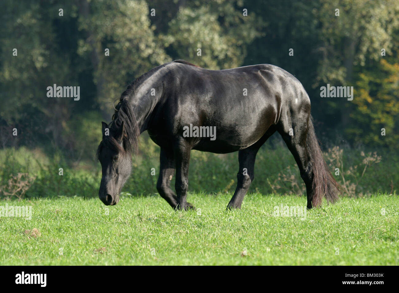 grasender Friese / grazing friesian horse Stock Photo - Alamy