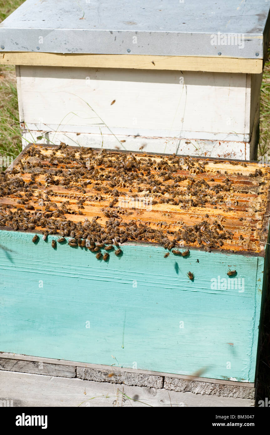 White beehive hi-res stock photography and images - Alamy