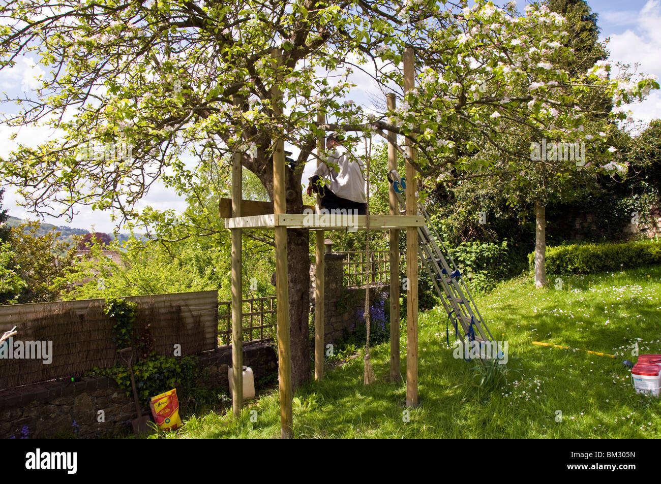 Man building a treehouse around an apple tree Stock Photo - Alamy