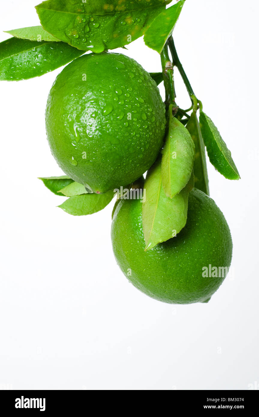 two limes on branch against white back ground Stock Photo - Alamy