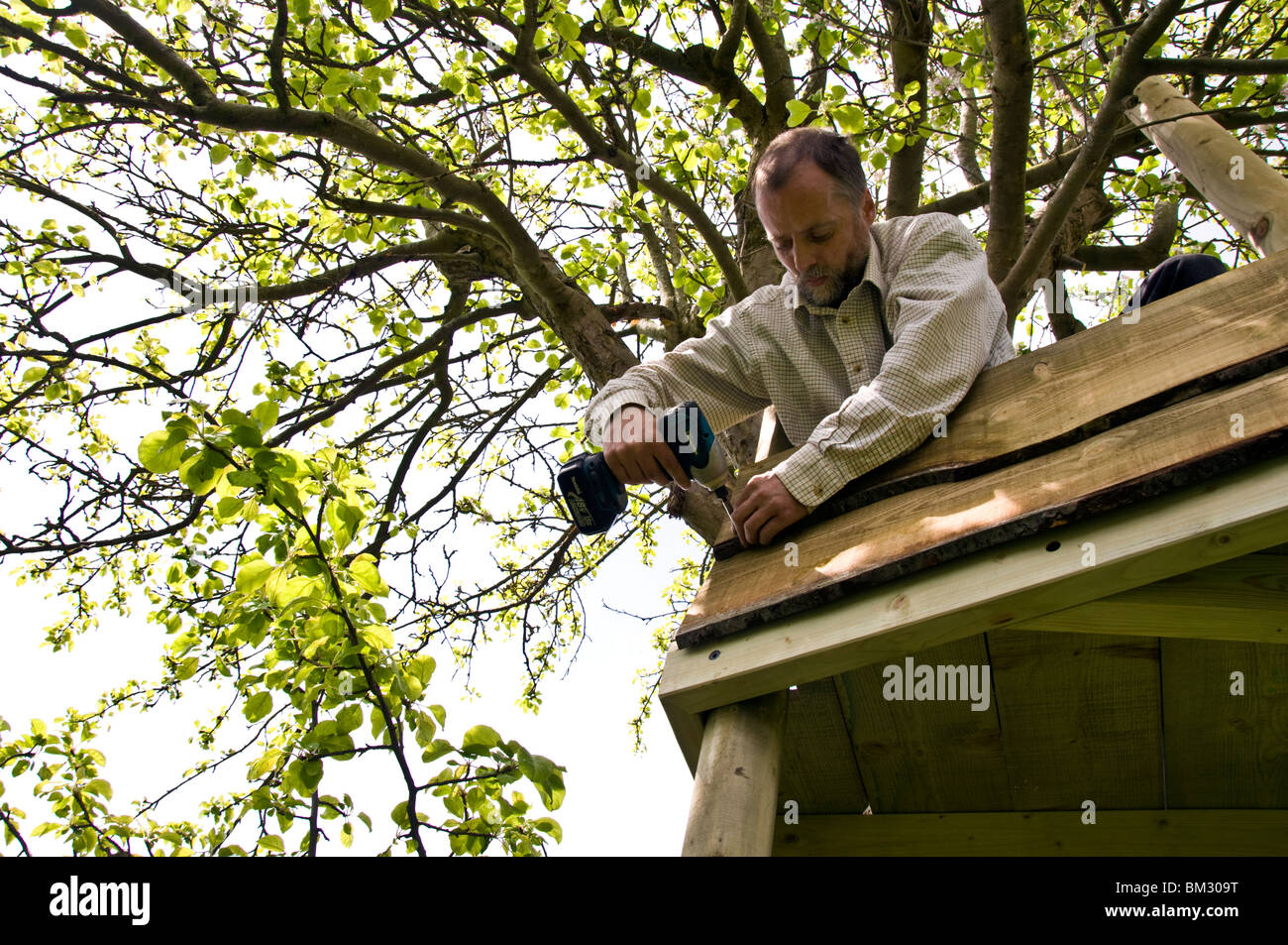 Man building a treehouse around an apple tree using a cordless power ...