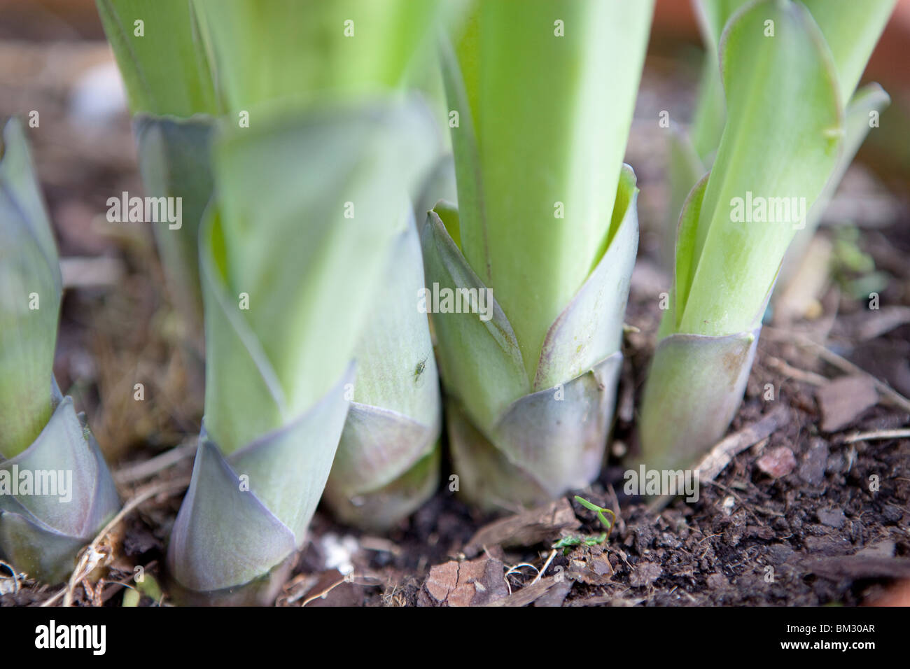 Hosta leaf detail, close up to the growing stems Stock Photo - Alamy