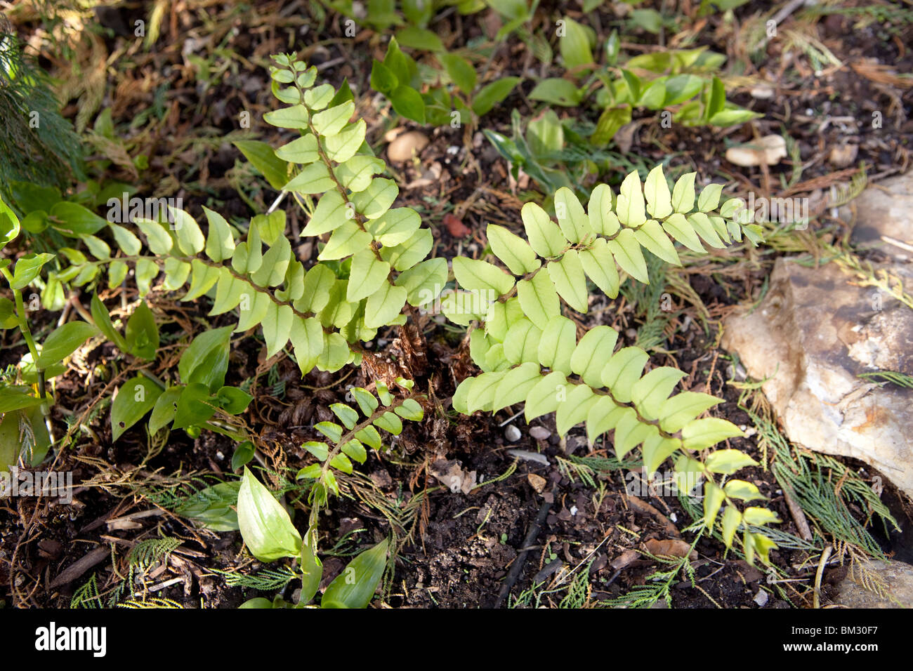 Common fern hi-res stock photography and images - Alamy