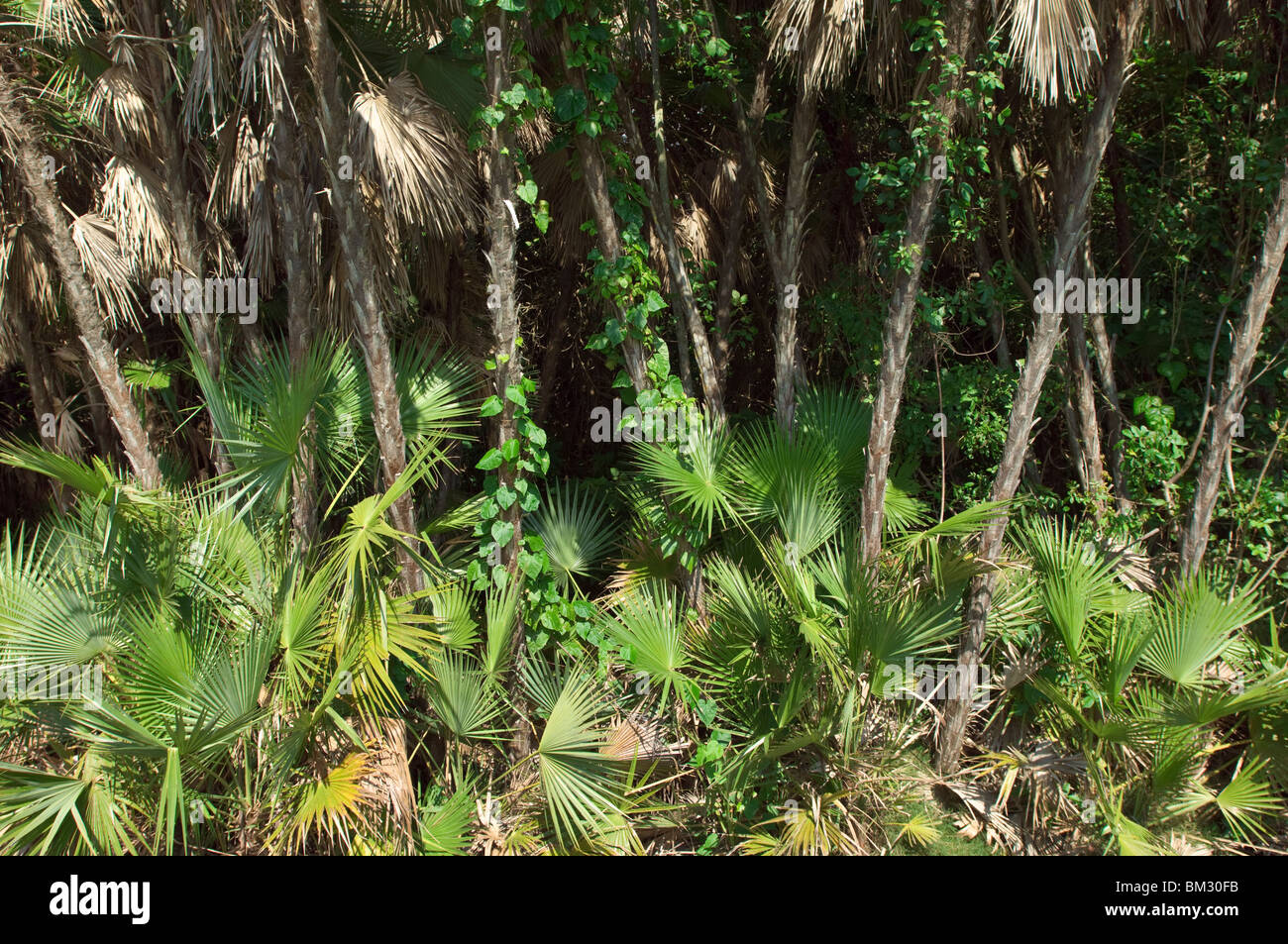 Saw palmetto palm trees hi-res stock photography and images - Alamy