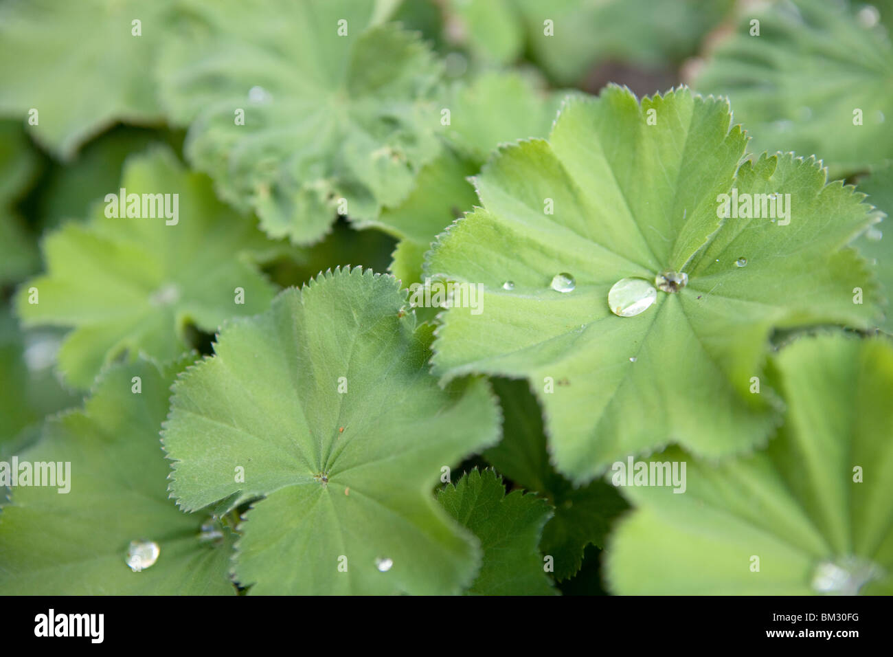Alchemilla mollis Lady's ladies Mantle leaf detail Stock Photo - Alamy