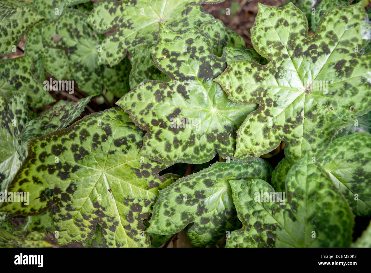 Hybrid podophyllum hi-res stock photography and images - Alamy