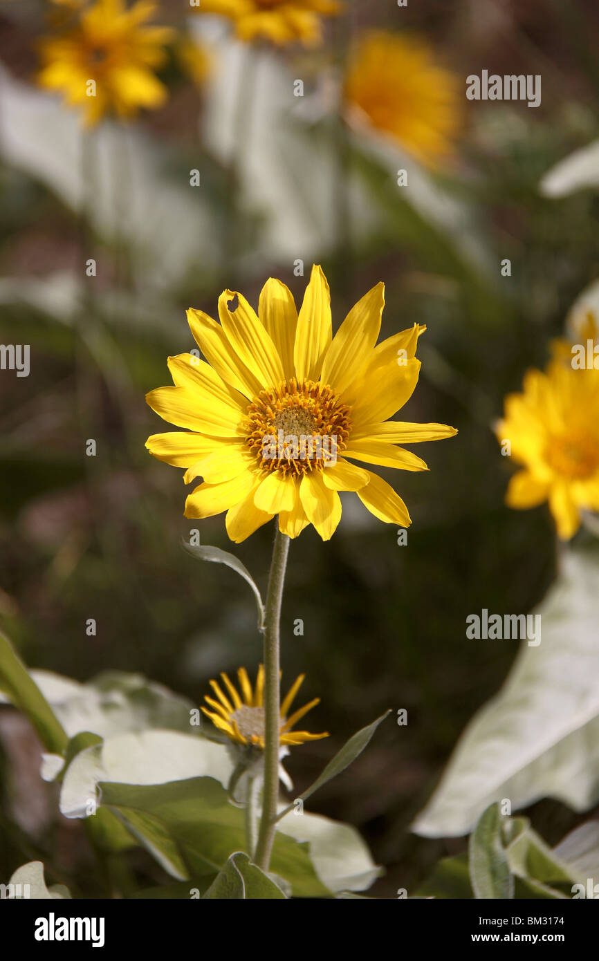 Arrow with flowers hi-res stock photography and images - Alamy